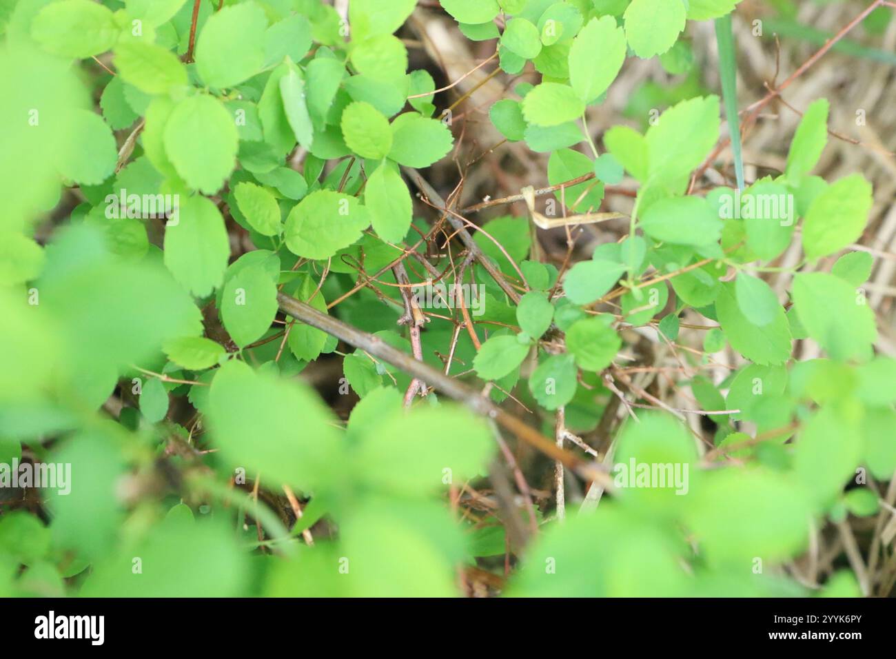 Mountain Spirea (Spiraea splendens Stock Photo - Alamy