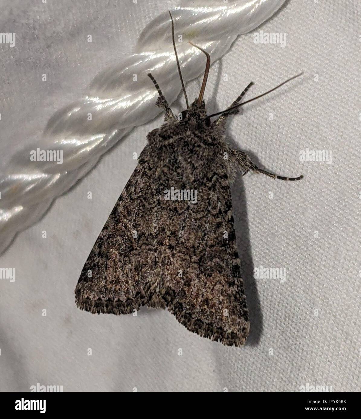 Glassy Cutworm Moth (Apamea devastator Stock Photo - Alamy