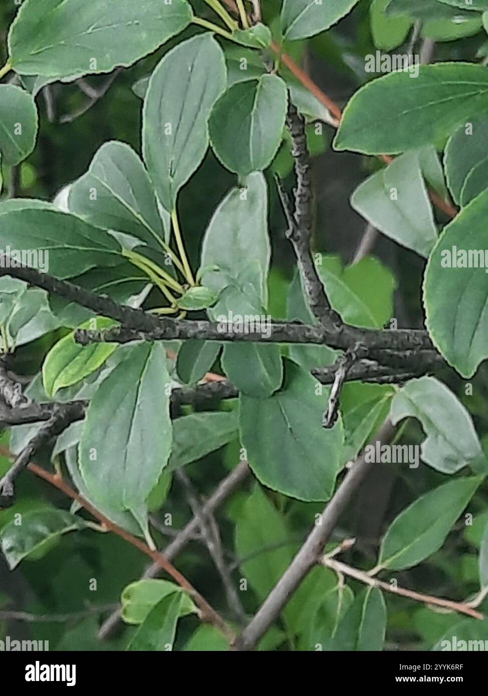 common buckthorn (Rhamnus cathartica Stock Photo - Alamy