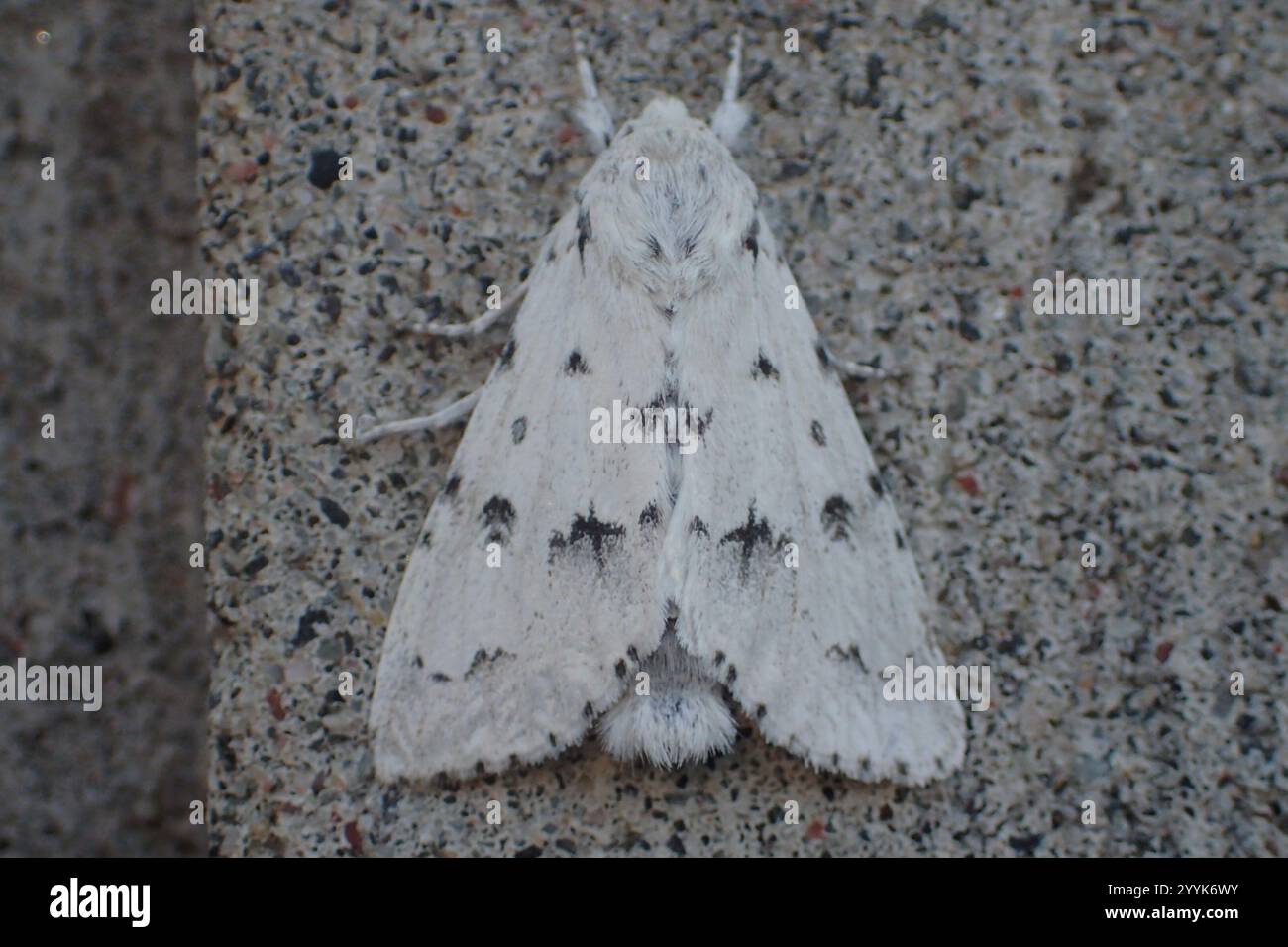 Dagger Moths (Acronicta Stock Photo - Alamy