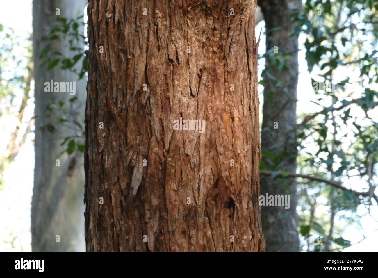 Tallowwood (Eucalyptus microcorys Stock Photo - Alamy