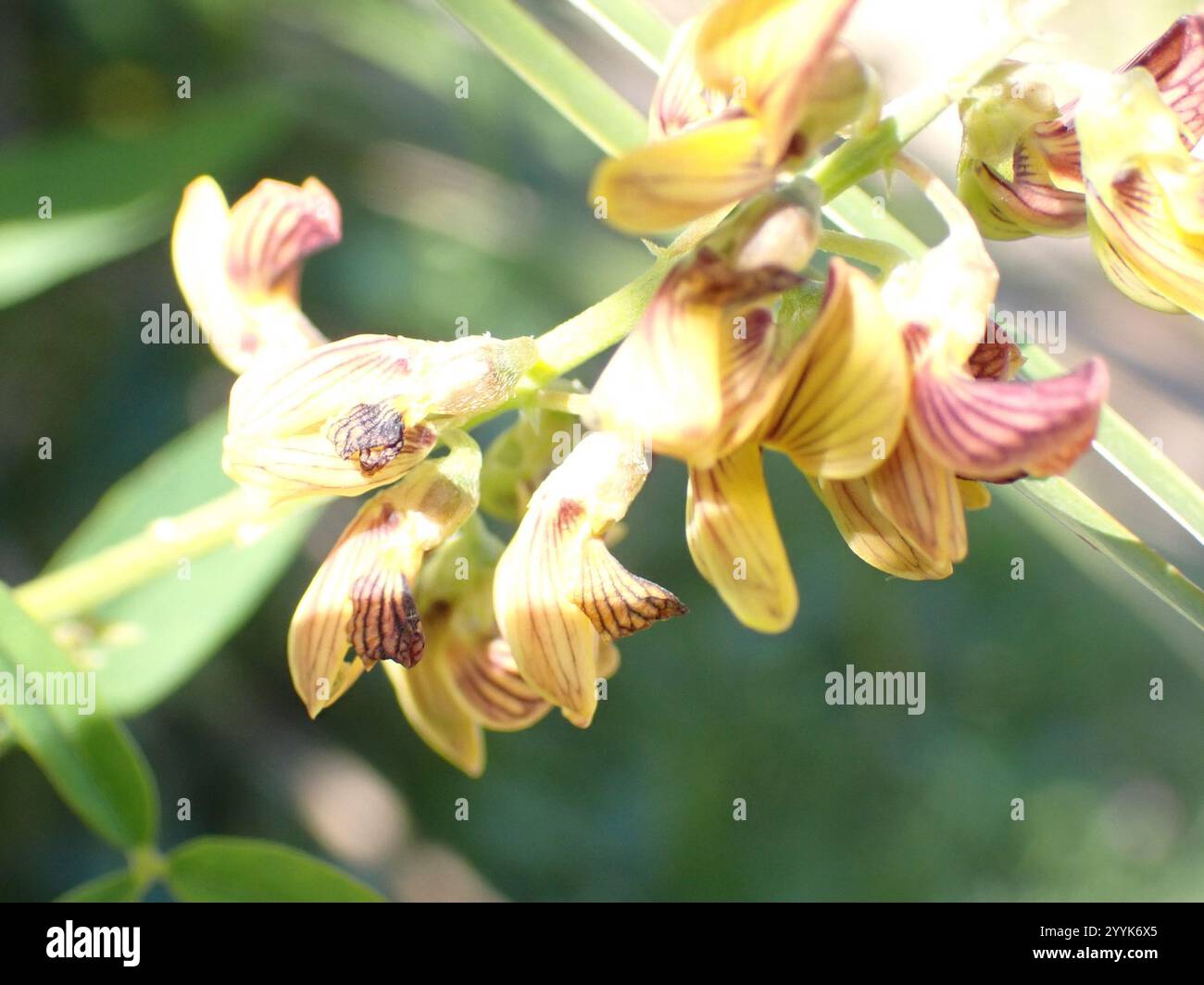 lanceleaf rattlebox (Crotalaria lanceolata Stock Photo - Alamy