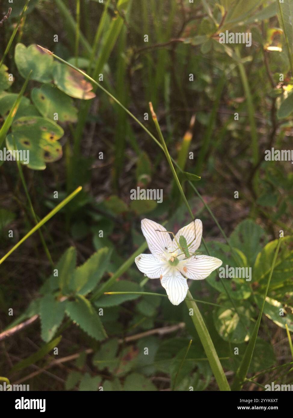 fen grass of Parnassus (Parnassia glauca Stock Photo - Alamy