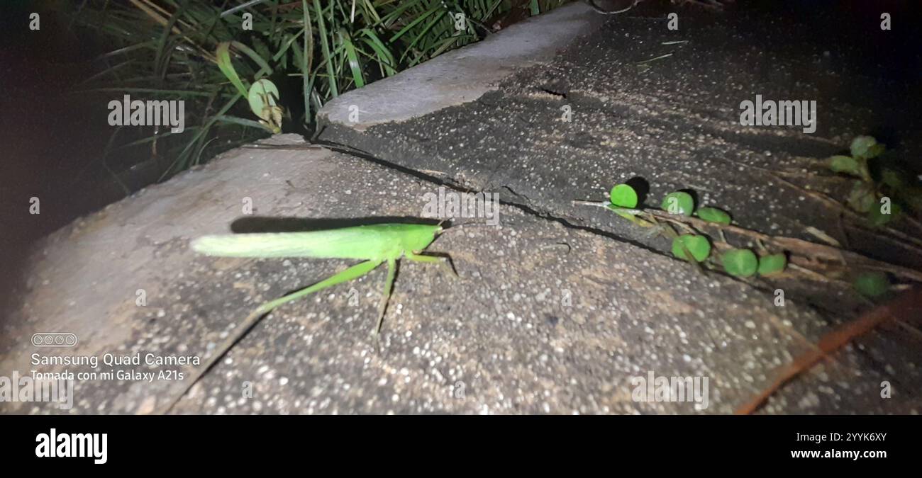 Common Coneheads (Neoconocephalus Stock Photo - Alamy