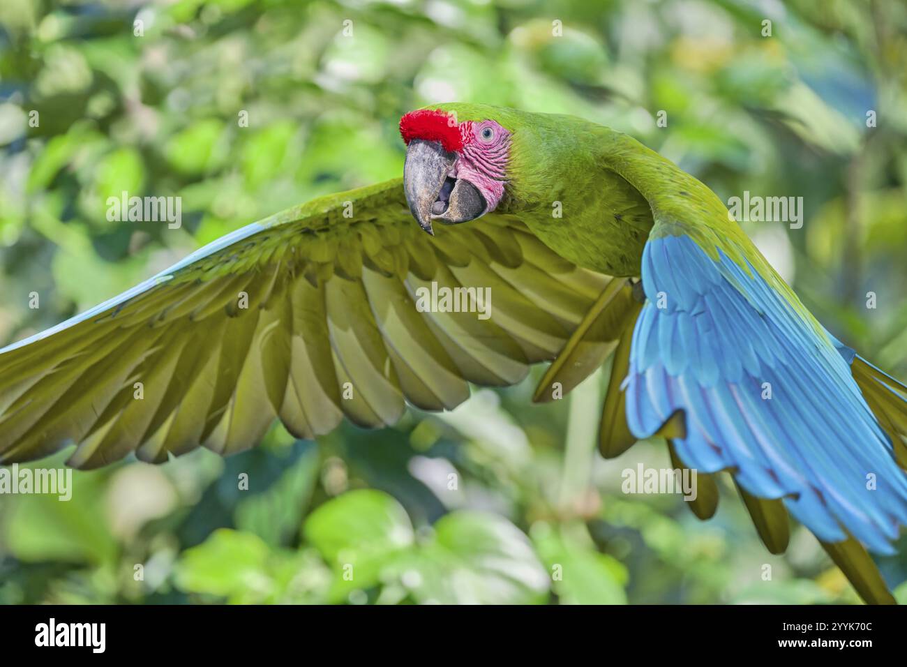 Great green macaw in flight (Ara ambiguus) Costa Rica Stock Photo - Alamy