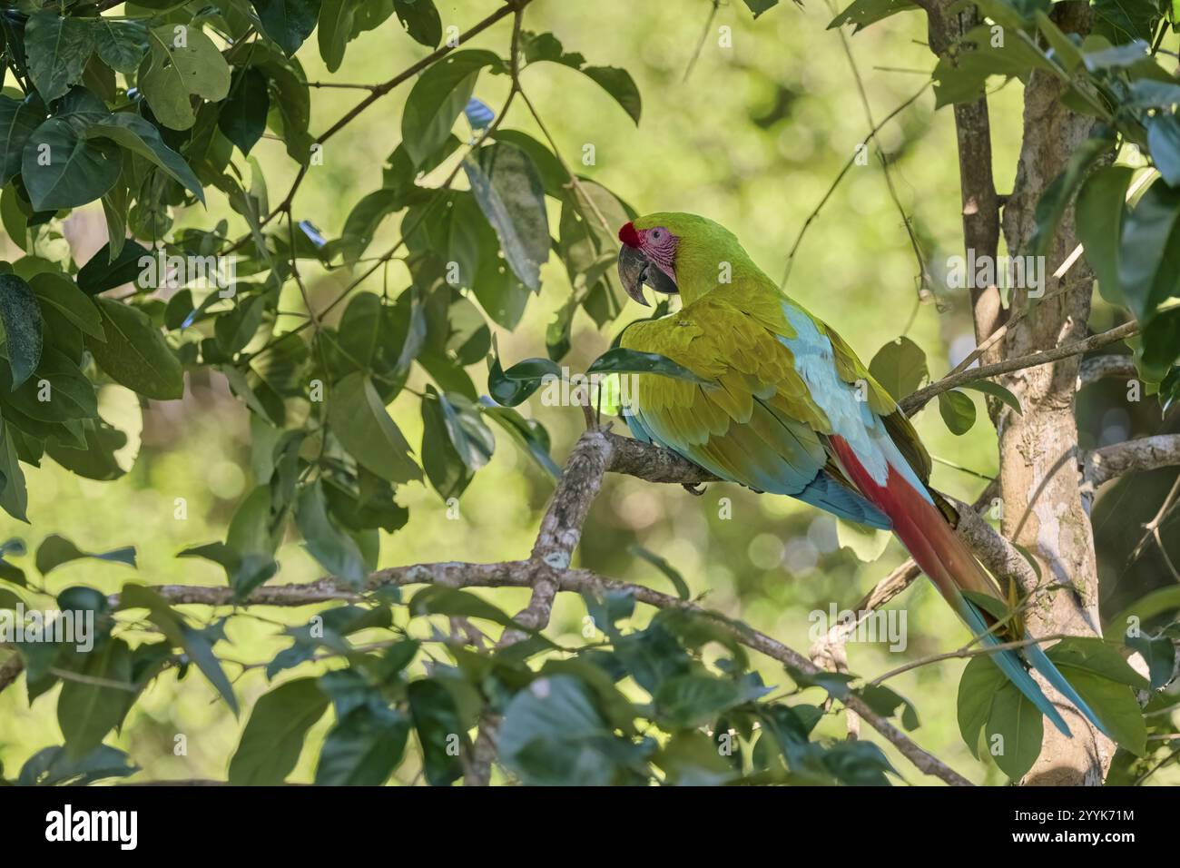 Bird species of costa rica hi-res stock photography and images - Alamy