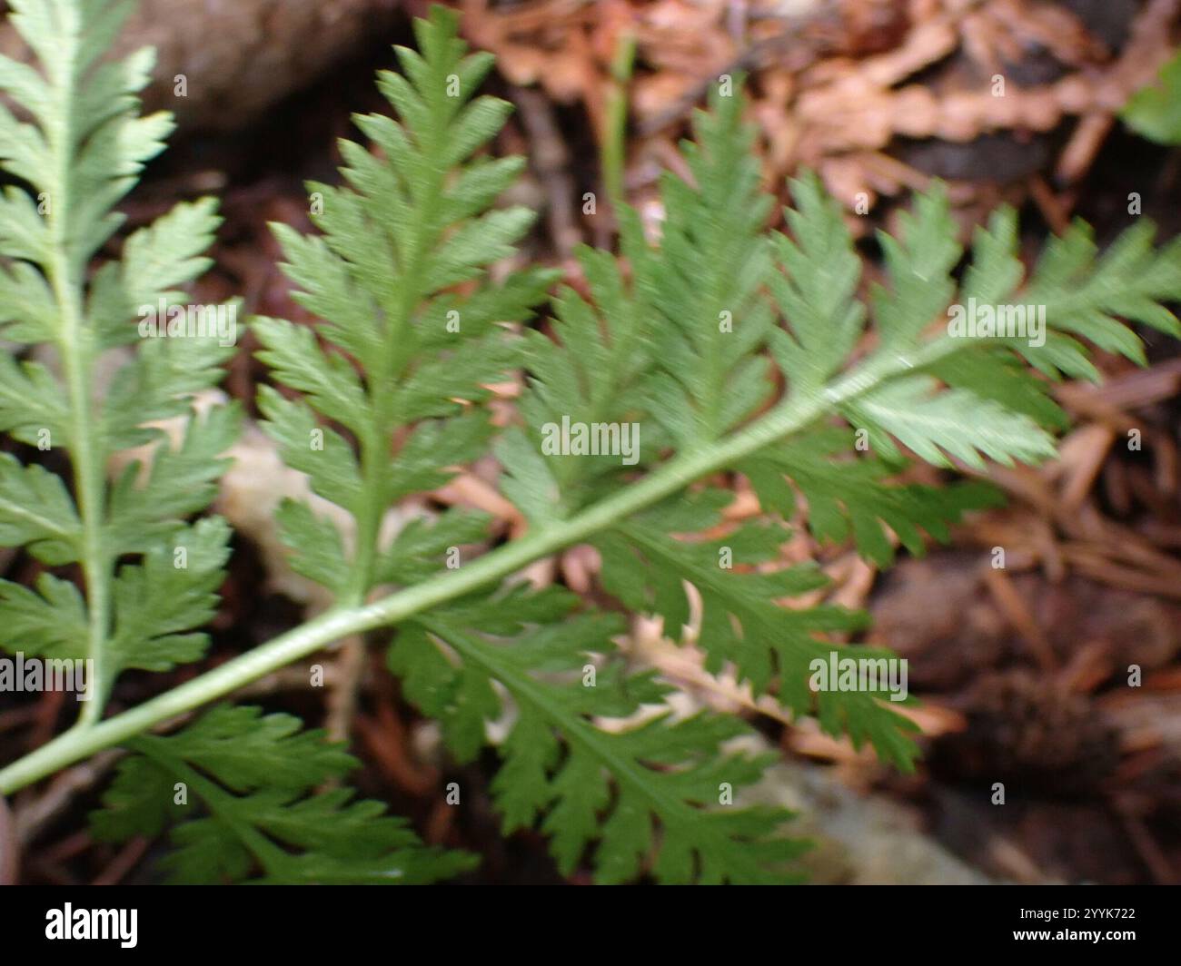 rattlesnake fern (Botrypus virginianus Stock Photo - Alamy
