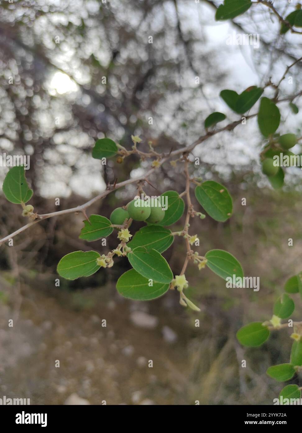 Ziziphus spina christi hi-res stock photography and images - Alamy