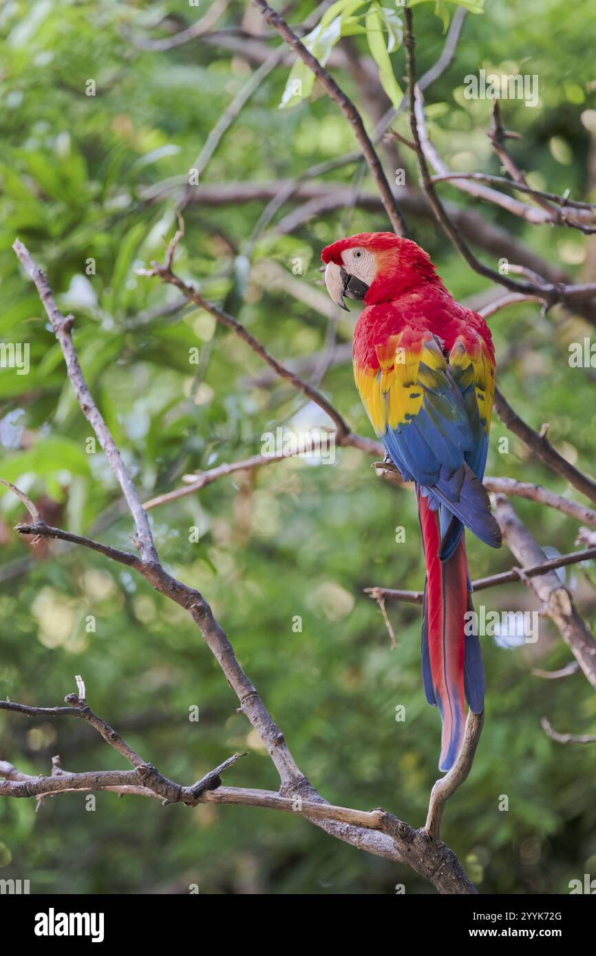 Scarlet Macaw (Ara macao) Colombia Stock Photo - Alamy