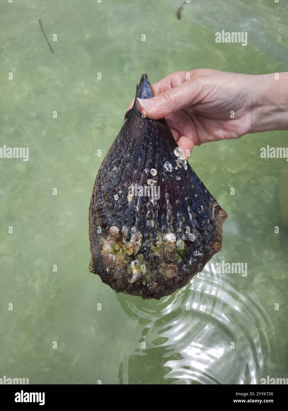 Stiff pen shell hi-res stock photography and images - Alamy