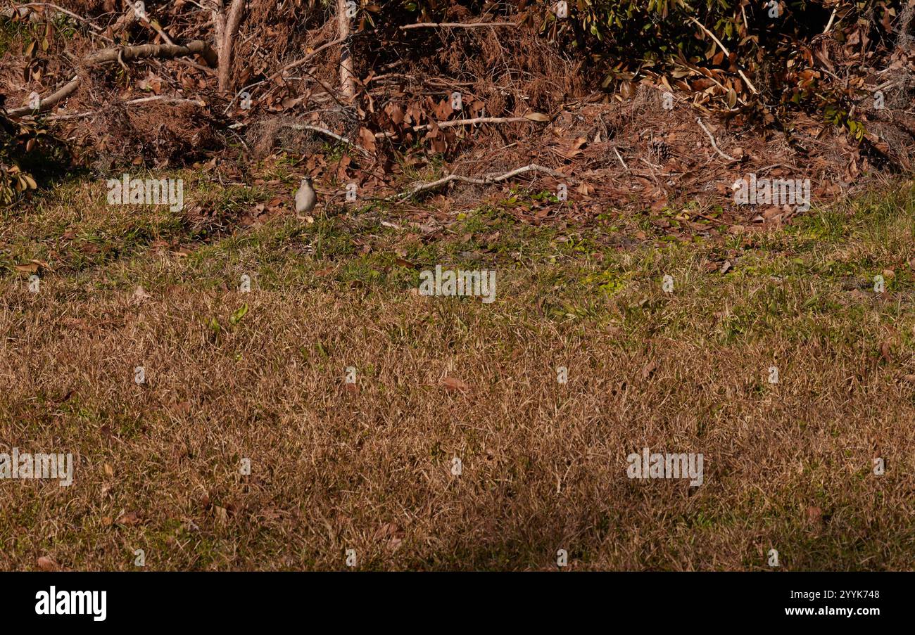 Mockingbird's/Songbirds are the official selected state bird of Texas ...
