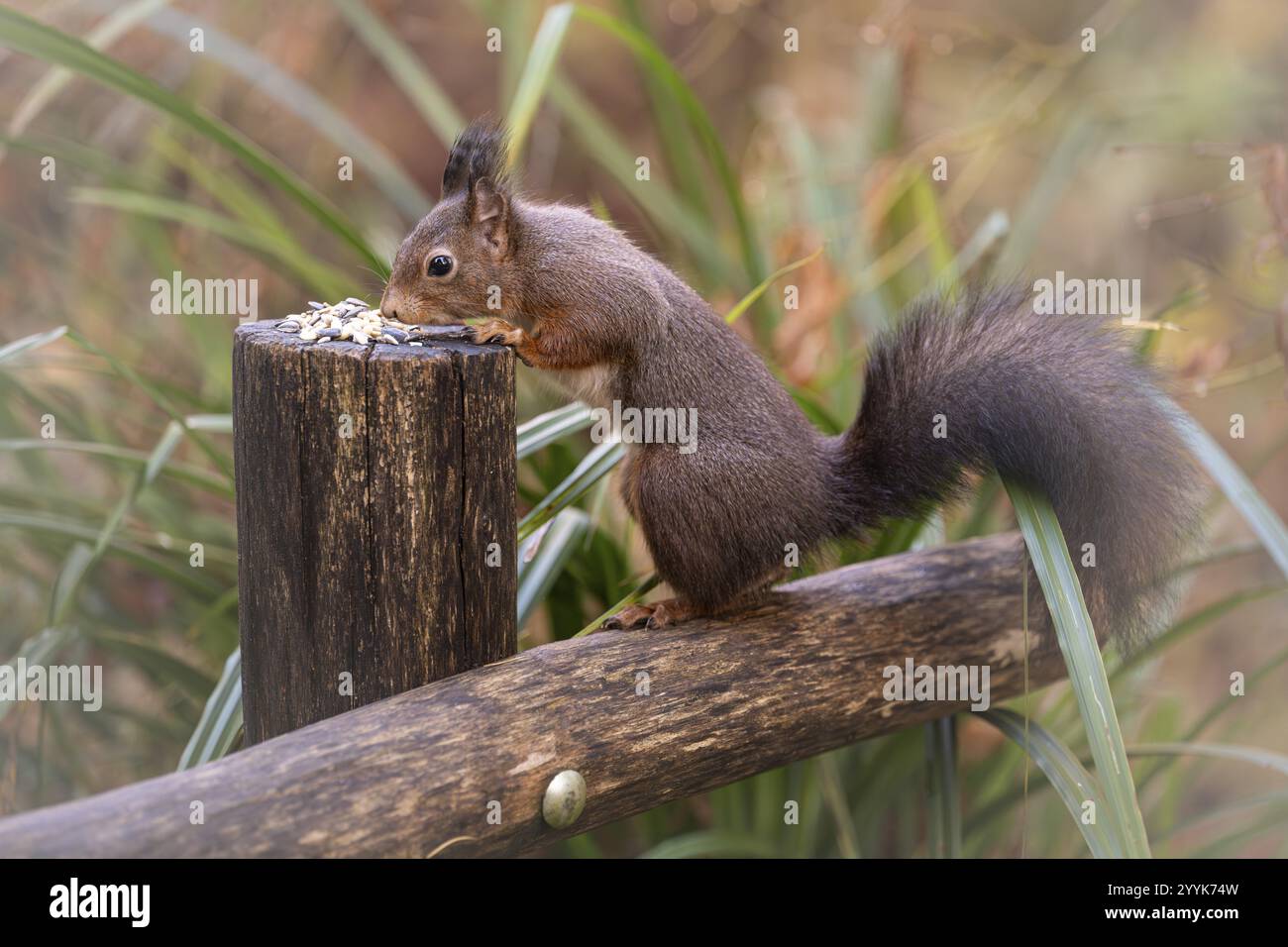 Eurasian squirrel (Sciurus) standing on a wooden fence, holding on to a ...