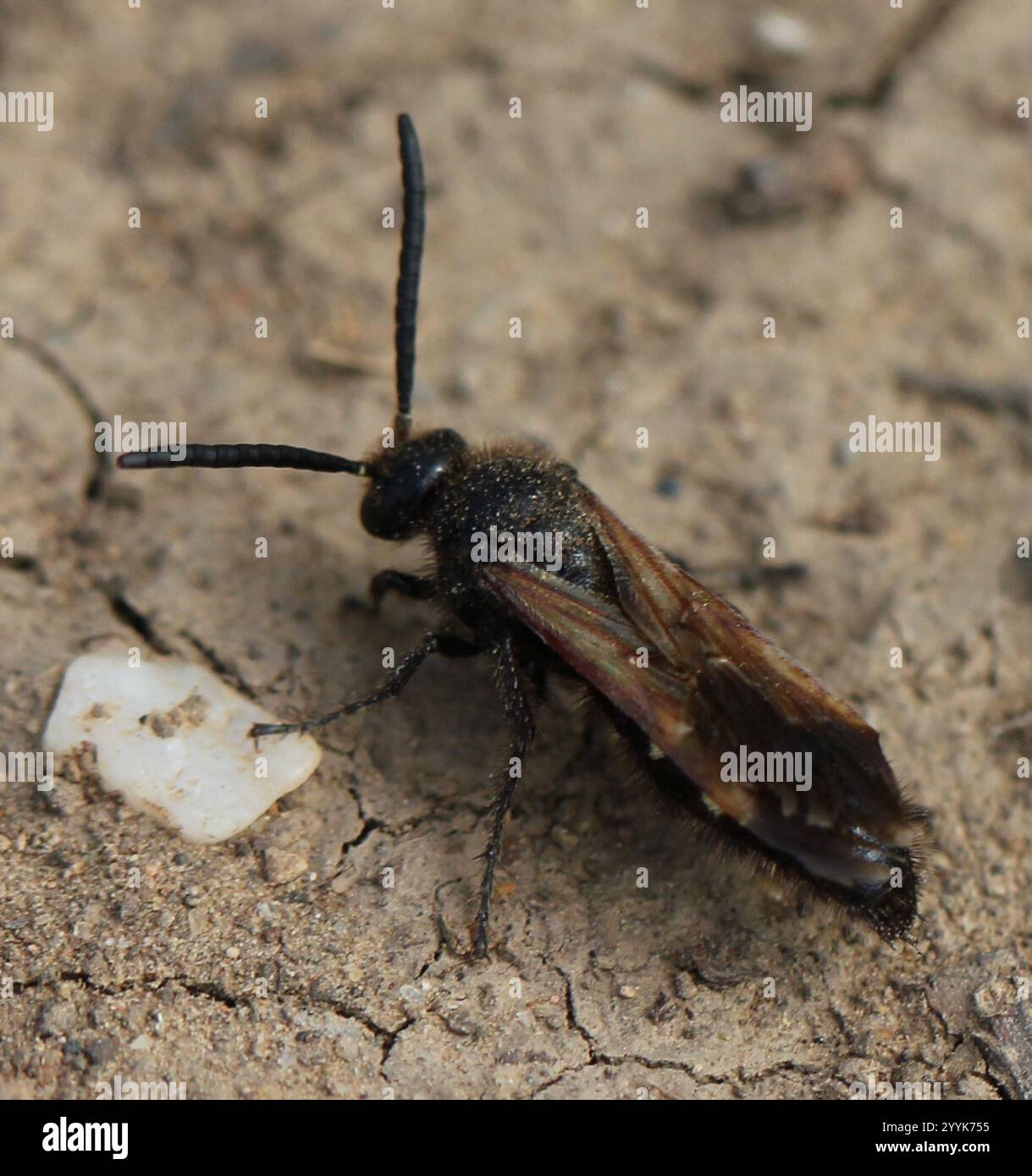 Scolia sexmaculata hi-res stock photography and images - Alamy