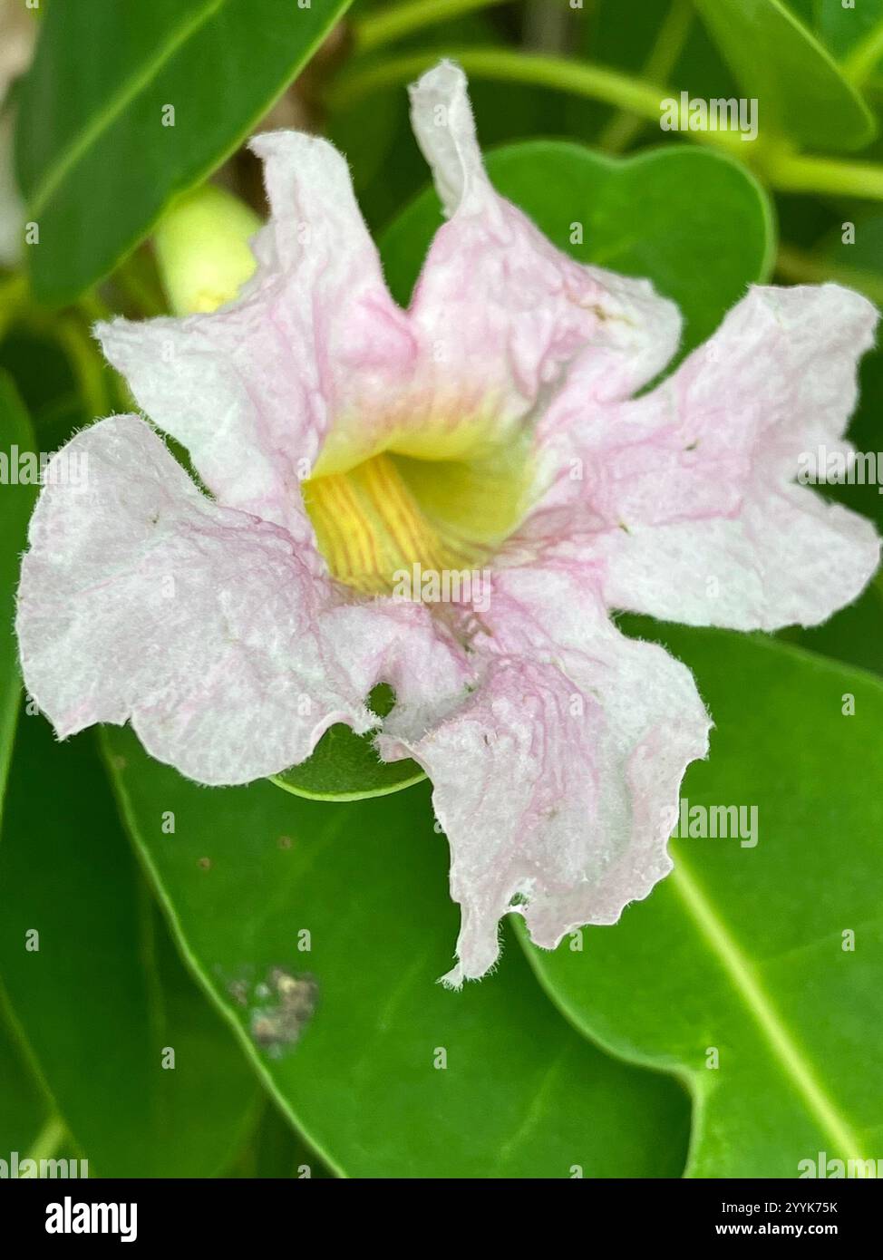Pink Trumpet-tree (Tabebuia heterophylla Stock Photo - Alamy