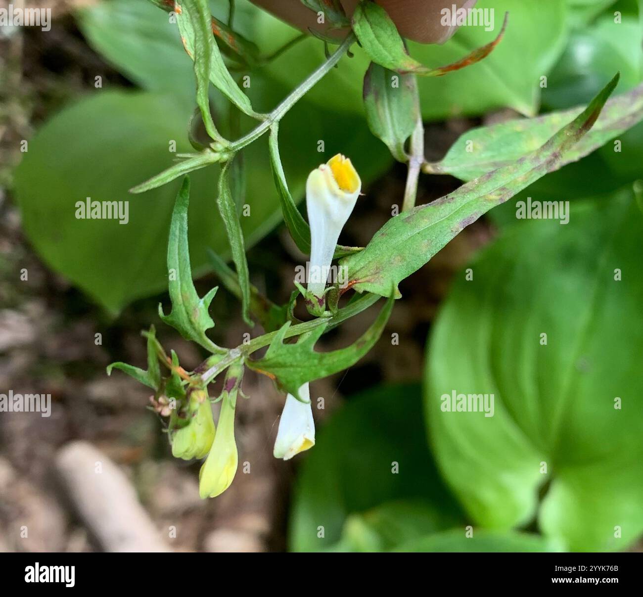 Common Cow-wheat (Melampyrum pratense Stock Photo - Alamy