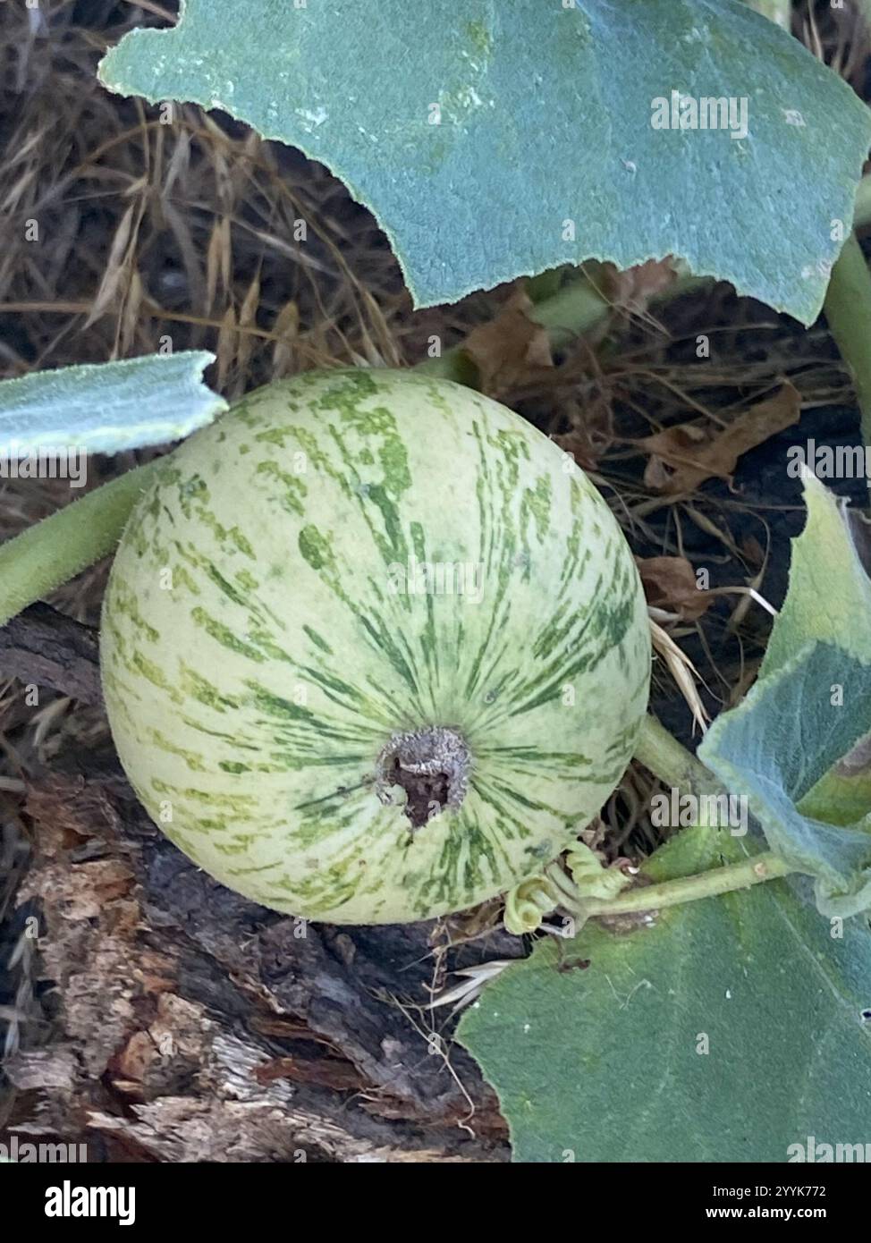 Buffalo Gourd (Cucurbita foetidissima Stock Photo - Alamy