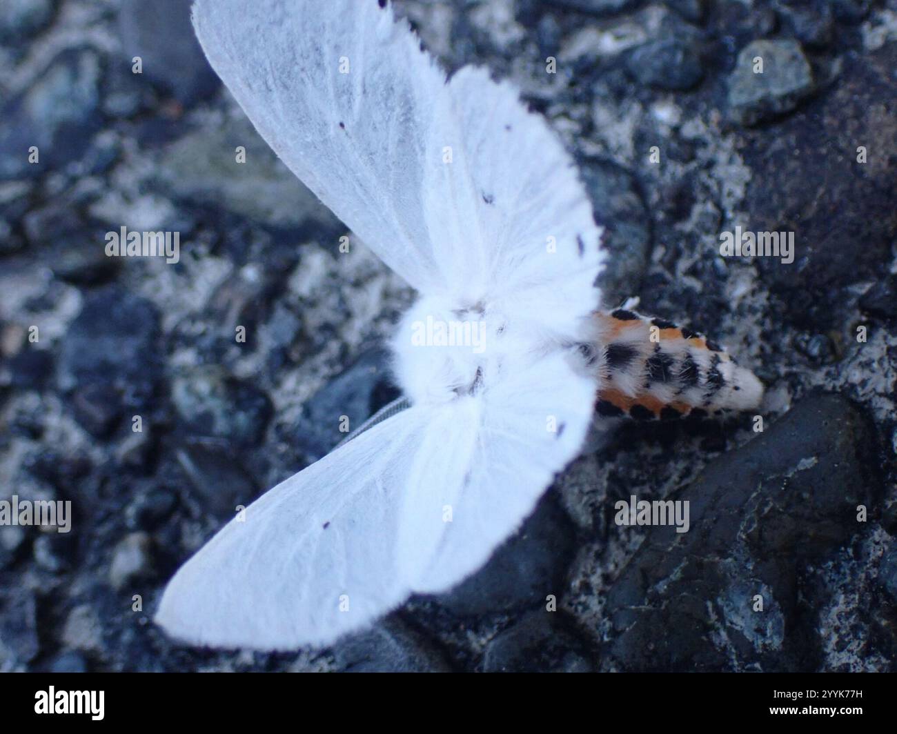 Virginian Tiger Moth (Spilosoma virginica Stock Photo - Alamy