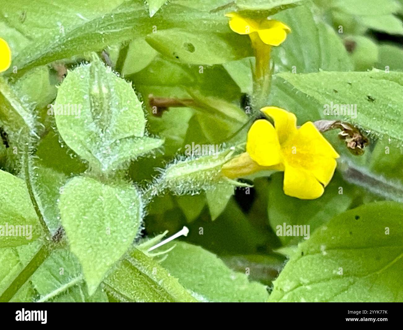 wing-leaf monkeyflower (Erythranthe ptilota Stock Photo - Alamy