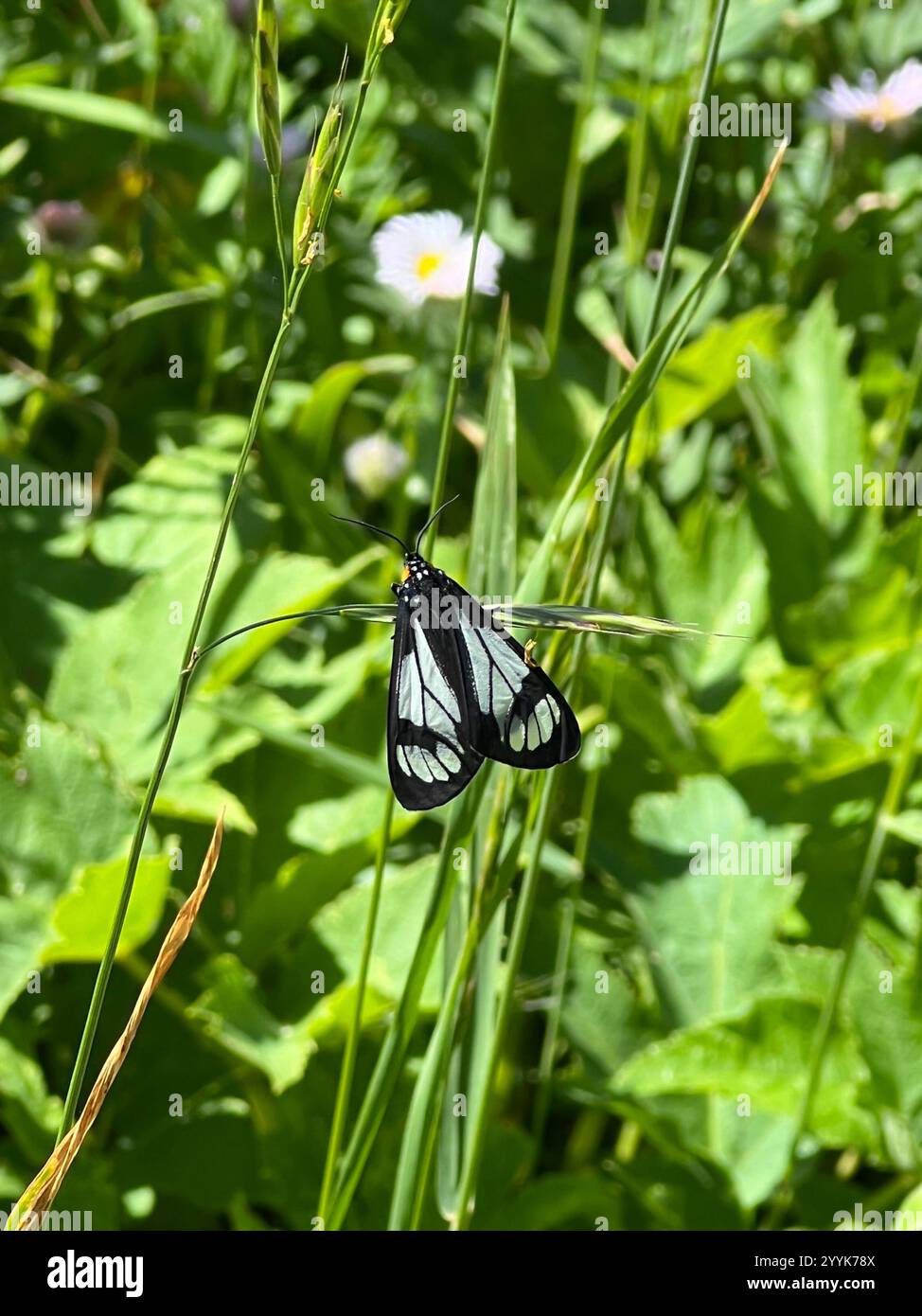 Police Car Moth (Gnophaela vermiculata Stock Photo - Alamy