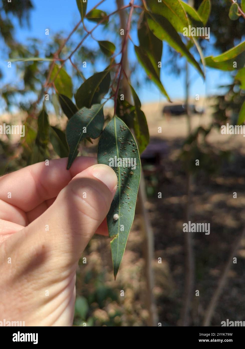 Australian Eucalyptus Leafgall Wasp (Ophelimus maskelli Stock Photo - Alamy