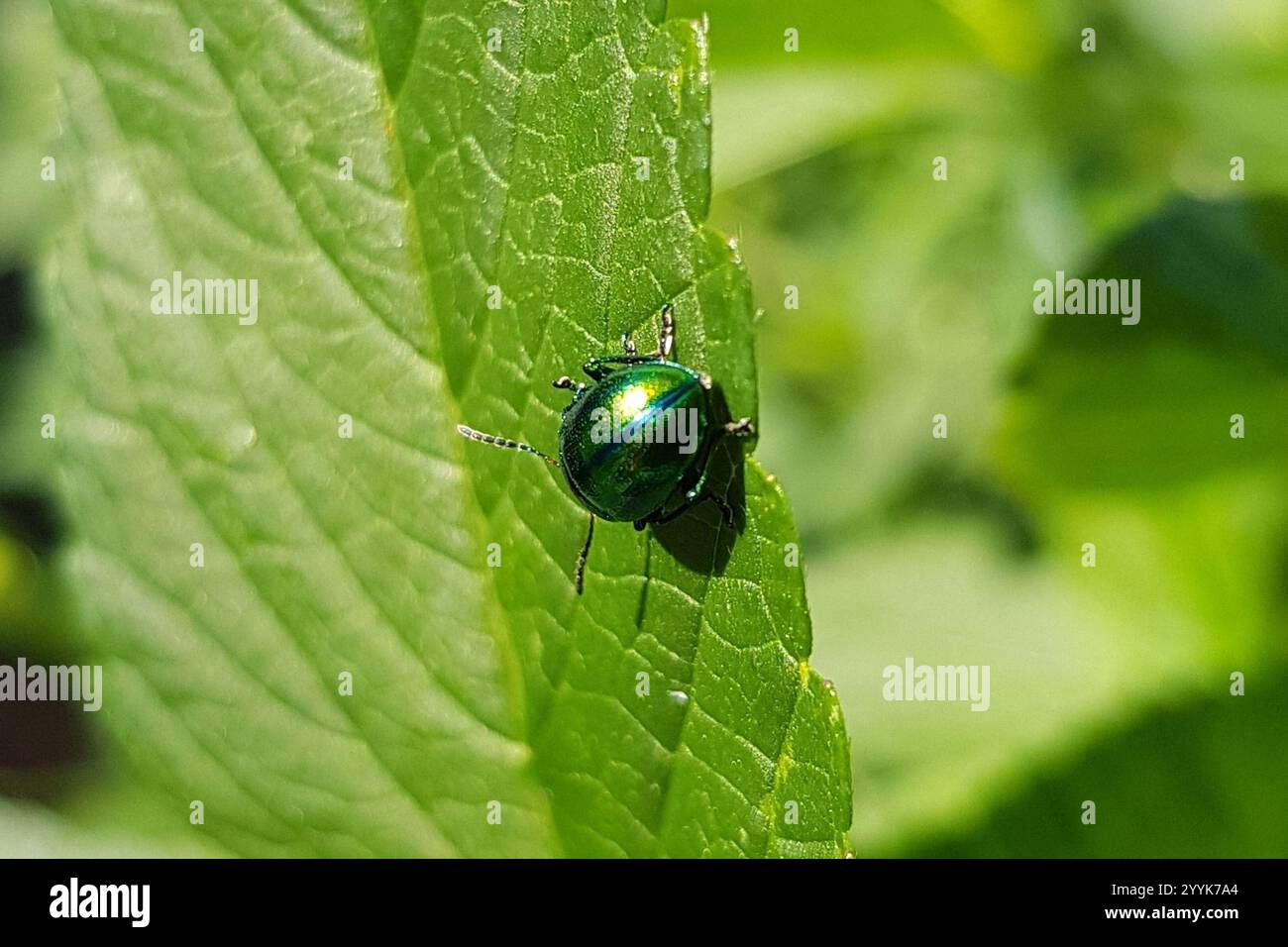 Dead-nettle Leaf Beetle (Fasta fastuosa Stock Photo - Alamy
