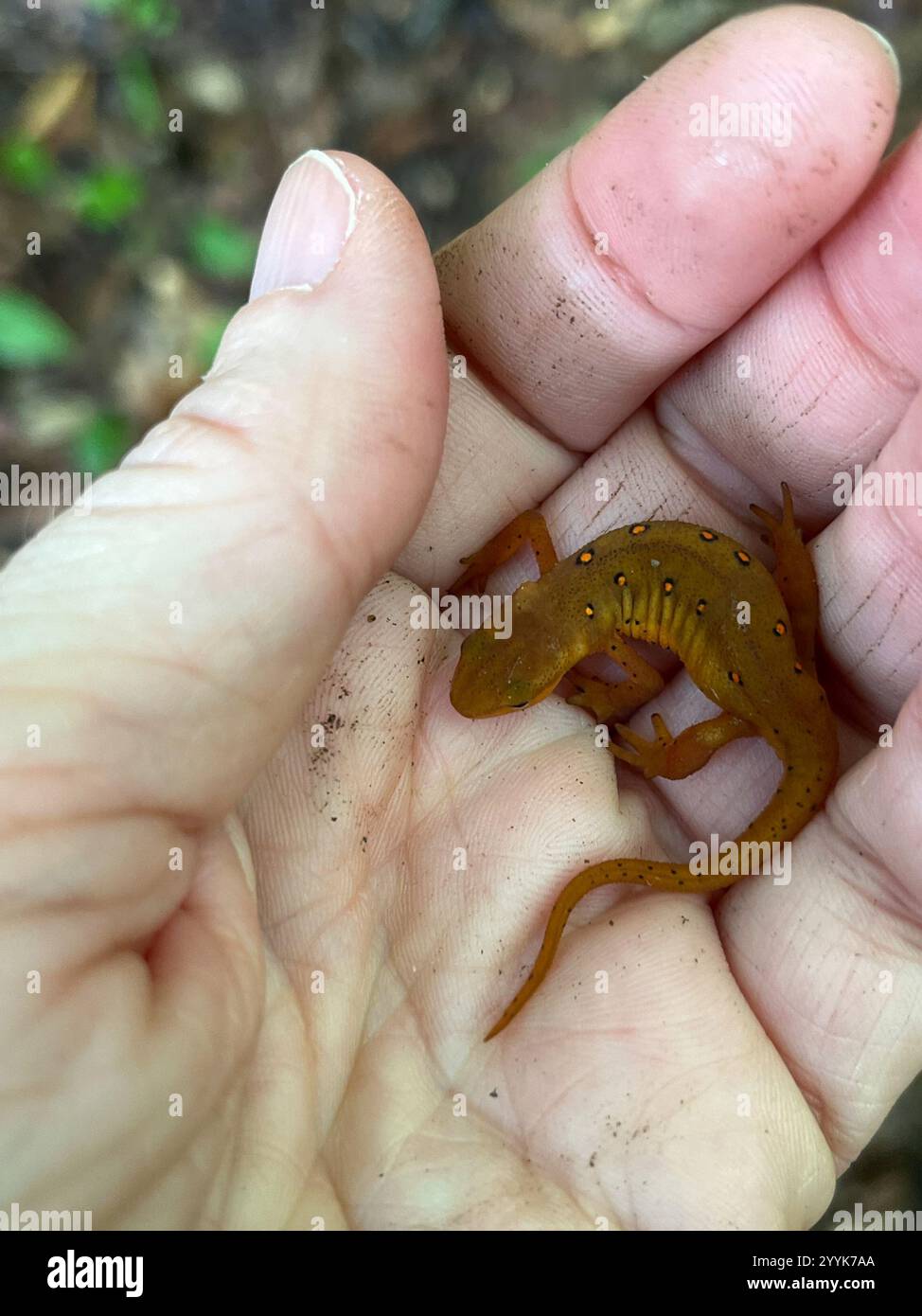 Eastern Newt (Notophthalmus viridescens Stock Photo - Alamy