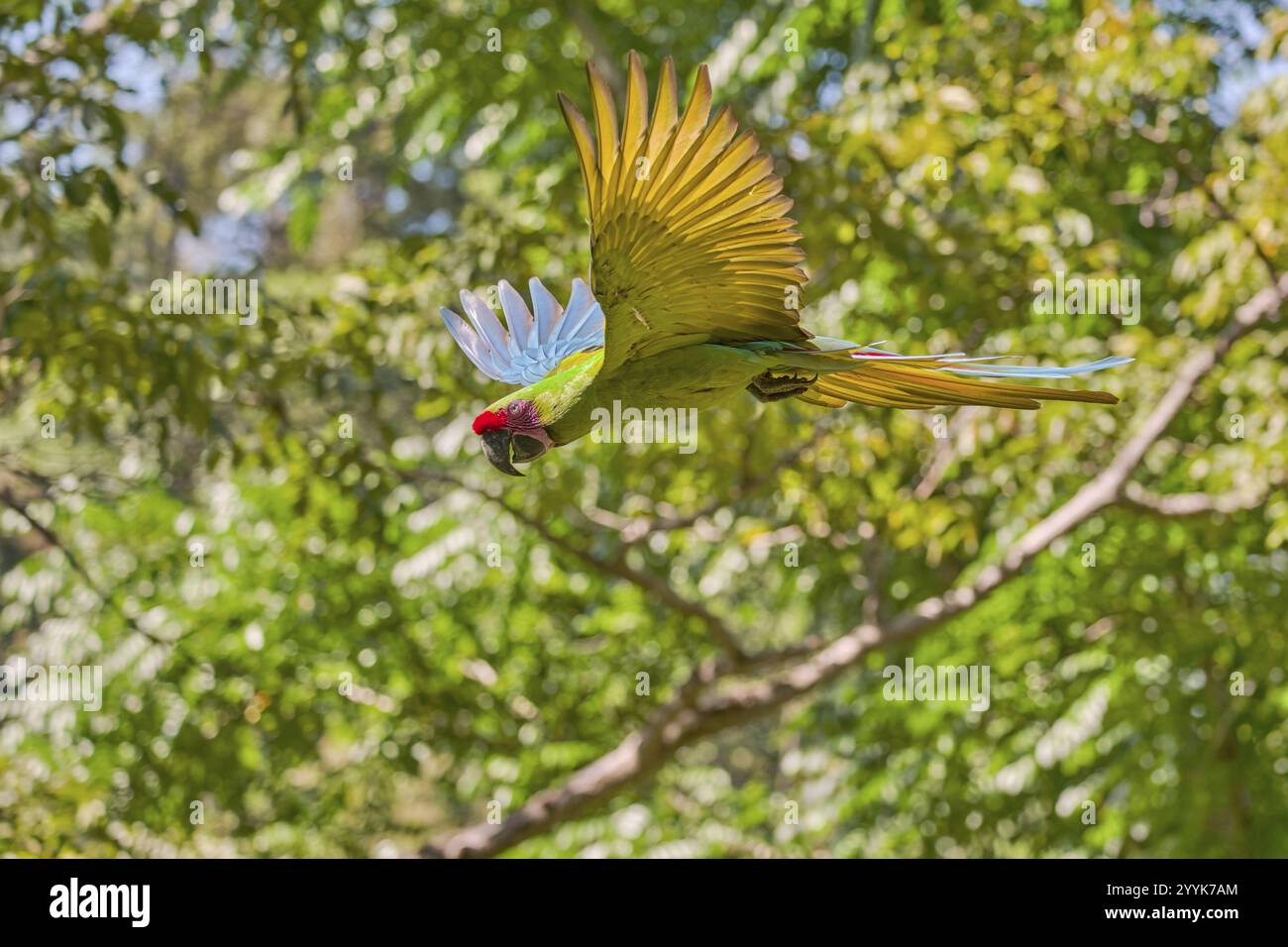 Great green macaw in flight (Ara ambiguus) Costa Rica Stock Photo - Alamy