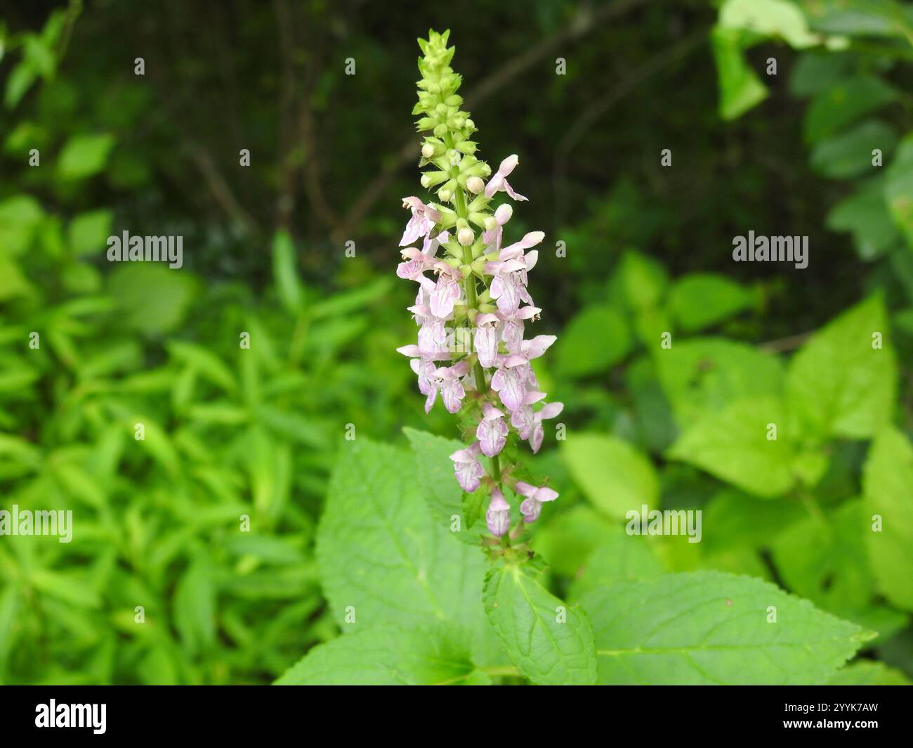 smooth hedgenettle (Stachys tenuifolia Stock Photo - Alamy