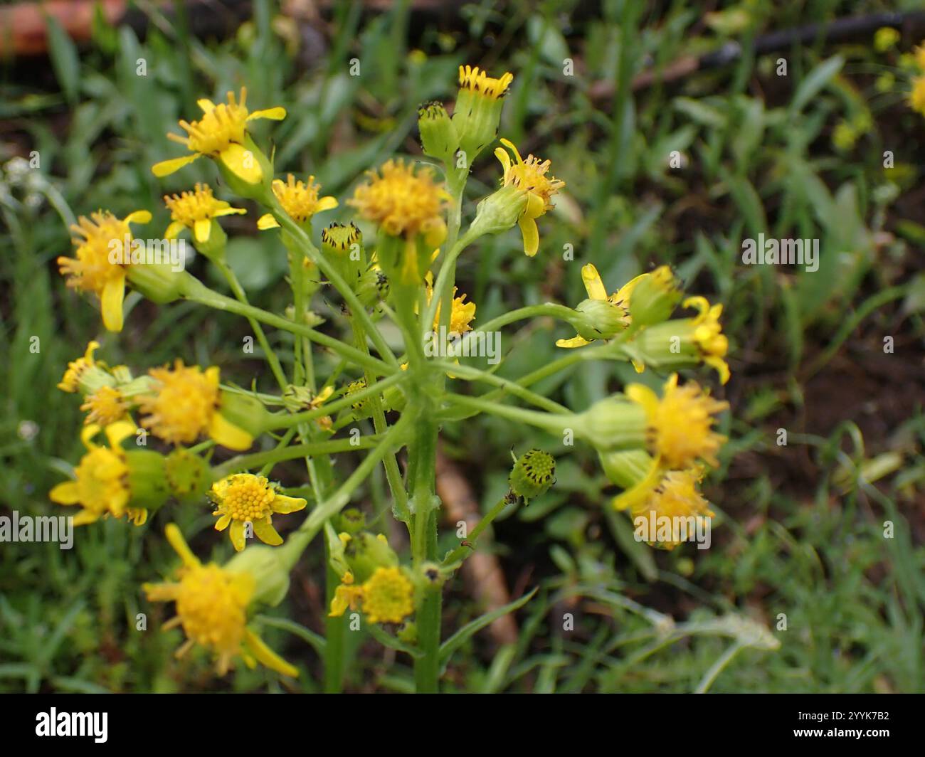 Tall western groundsel (Senecio integerrimus Stock Photo - Alamy