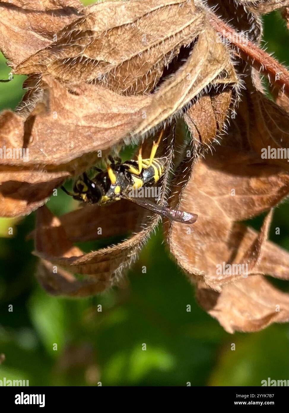 Ancistrocerus gazella hi-res stock photography and images - Alamy