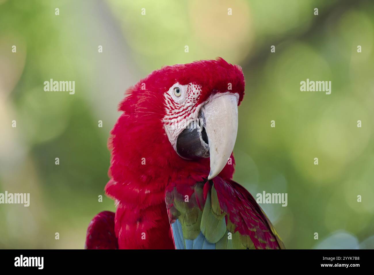 Scarlet Macaw (Ara macao) Colombia Stock Photo - Alamy