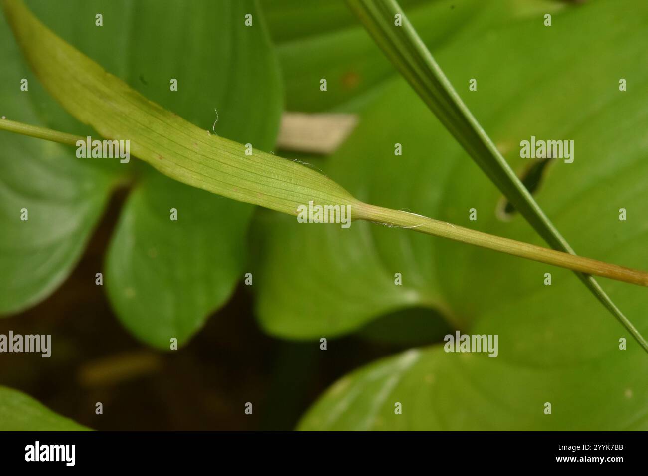 Small-flower Woodrush (Luzula parviflora Stock Photo - Alamy