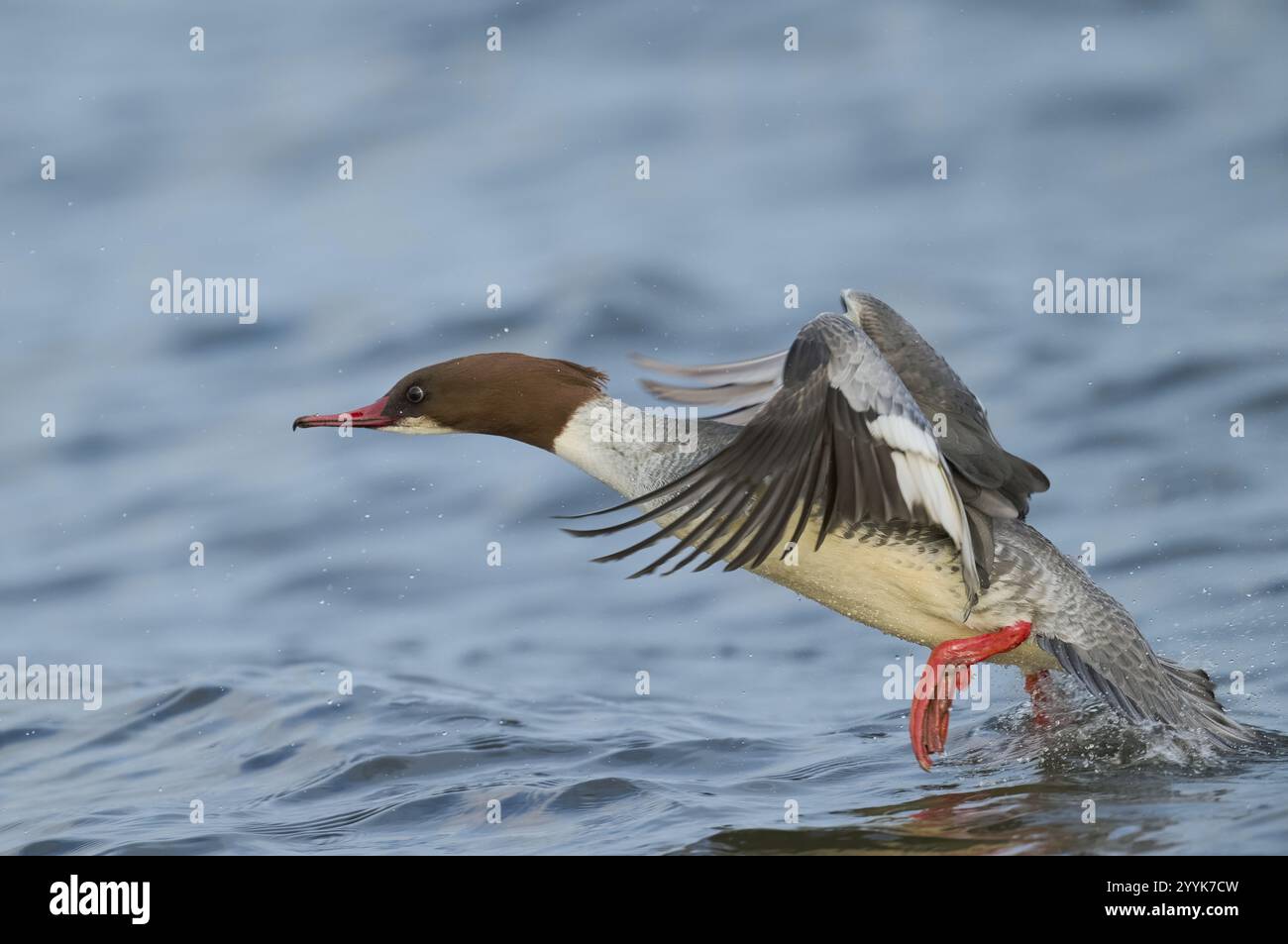 Goosander female in flight (Mergus merganser) Lower Saxony, Germany ...