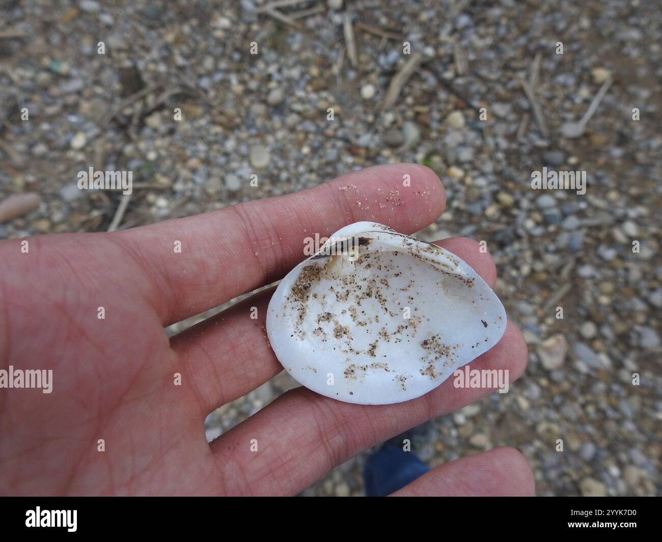 Deertoe Mussel (Truncilla truncata Stock Photo - Alamy