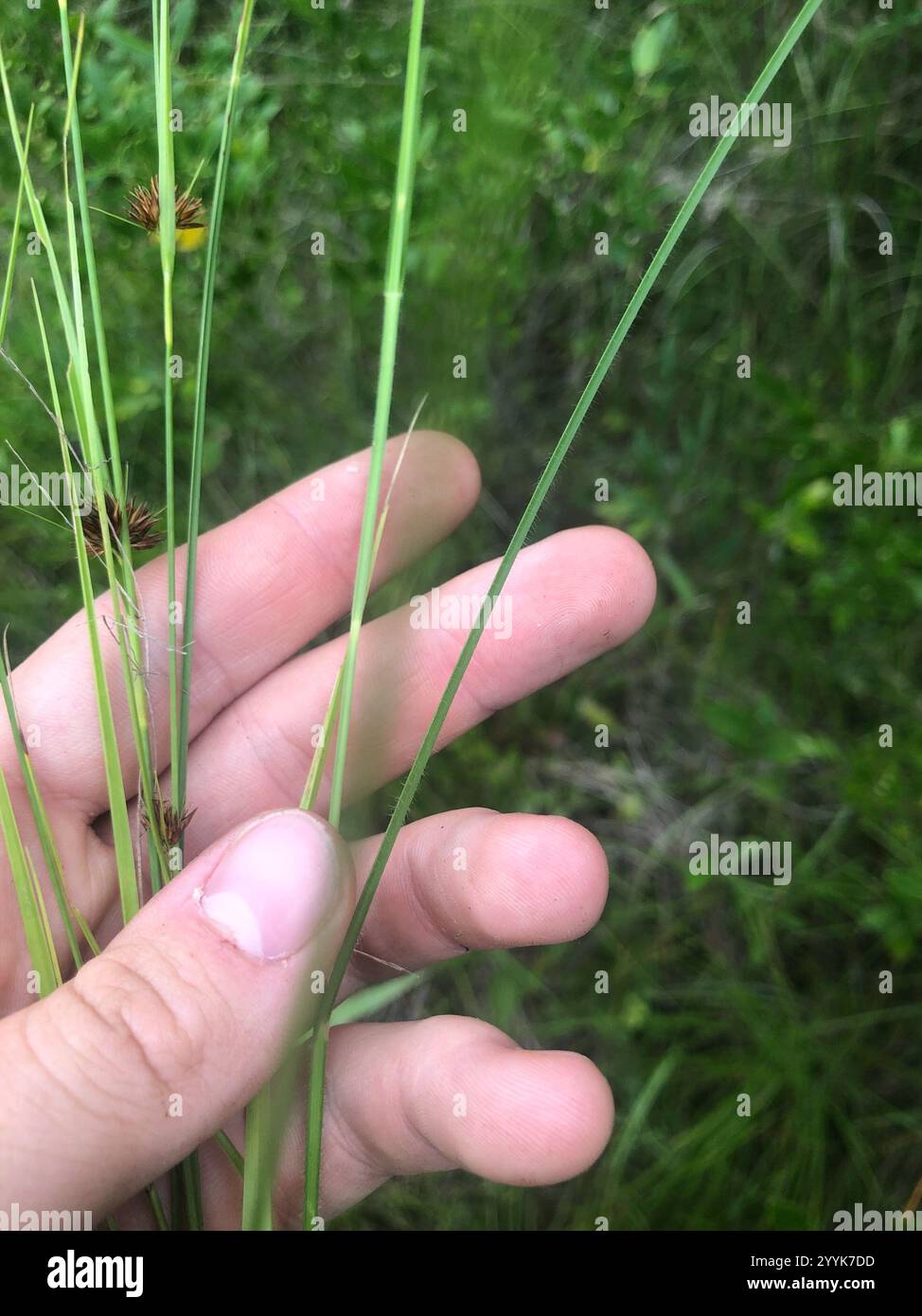 River Swamp Nutrush (Scleria distans Stock Photo - Alamy