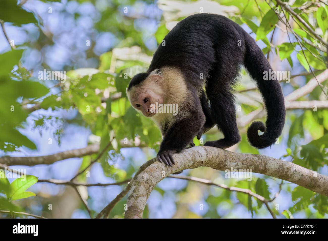 White-shouldered capuchin monkey (Cebus capucinus) Costa Rica Stock ...