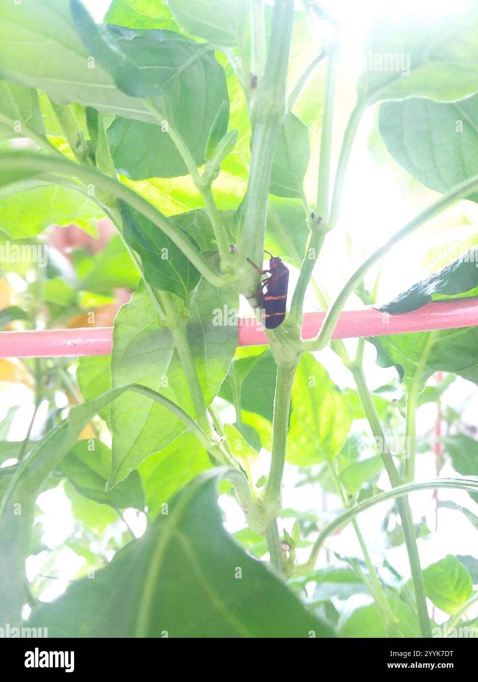 Two-lined Spittlebug (Prosapia bicincta Stock Photo - Alamy