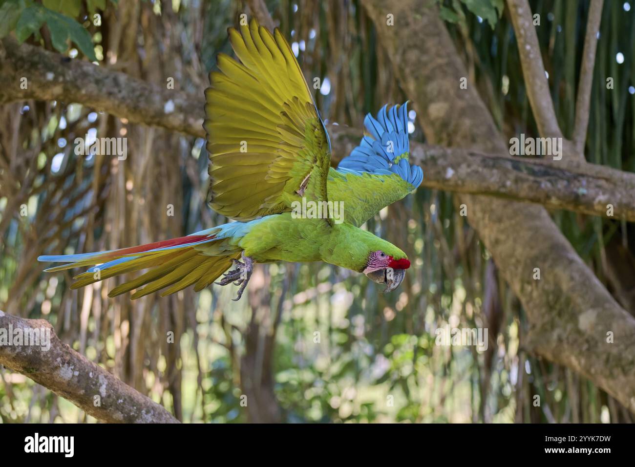 Great green macaw in flight (Ara ambiguus) Costa Rica Stock Photo - Alamy