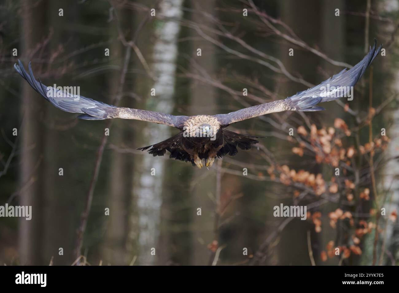 Golden eagle in flight (Aquila chrysaetos) Bavaria, Germany, Europe ...