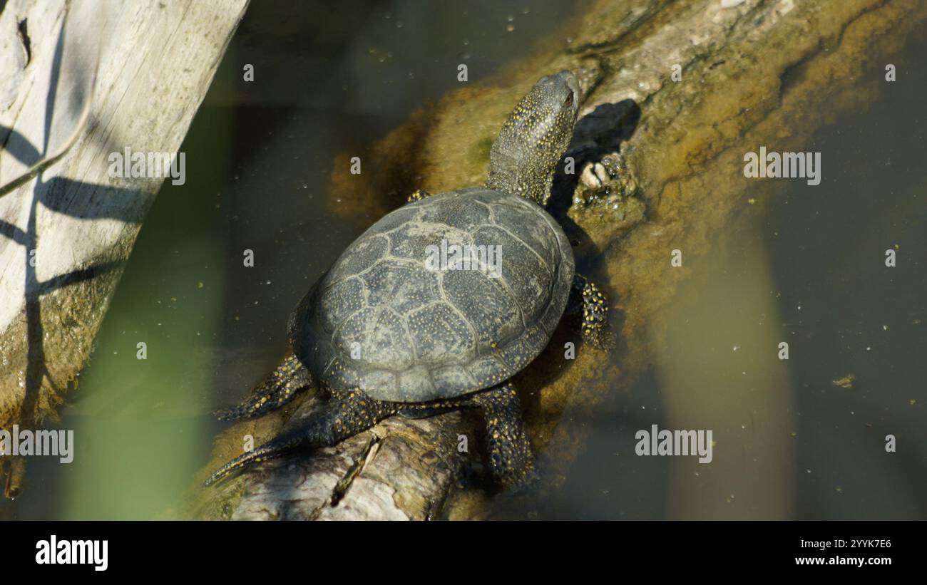 European Pond Turtle (Emys orbicularis Stock Photo - Alamy