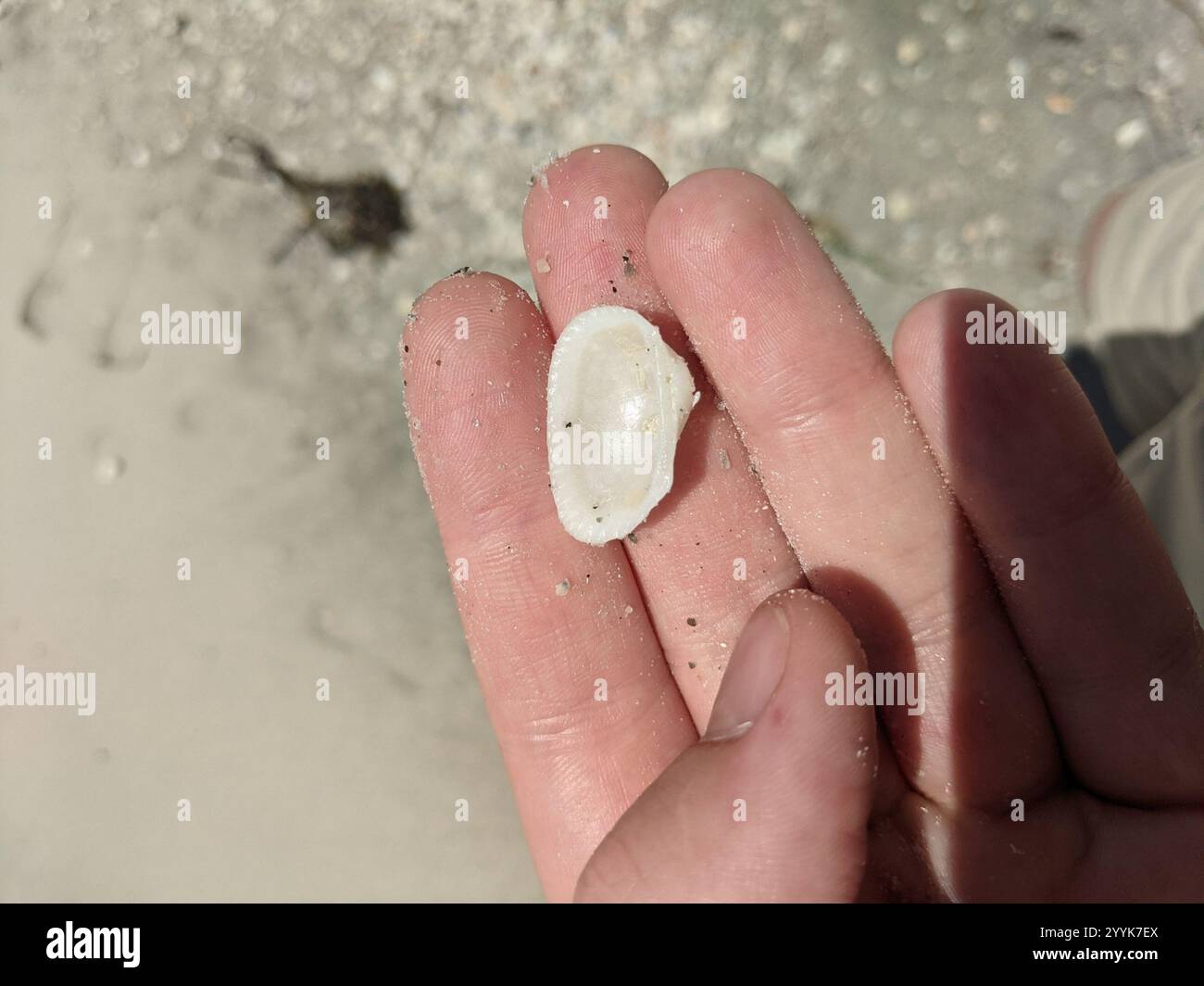 Transverse Ark (Anadara transversa Stock Photo - Alamy