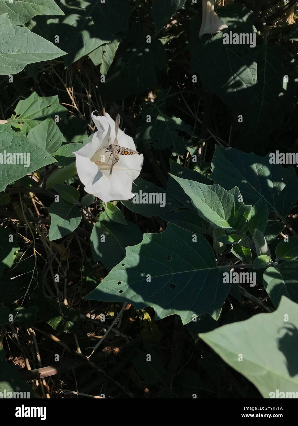 Five-spotted Hawk Moth (Manduca quinquemaculatus Stock Photo - Alamy