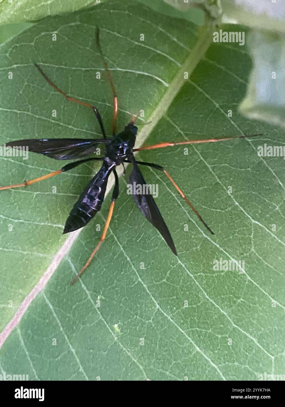Crane Flies (Tipulomorpha Stock Photo - Alamy