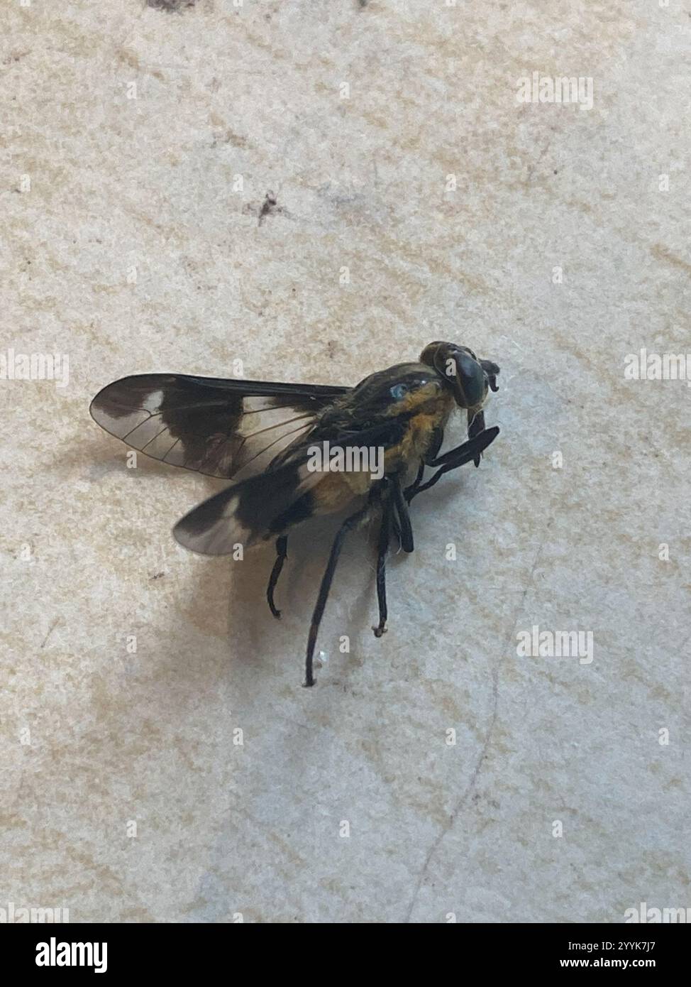 Splayed deer fly chrysops caecutiens hi-res stock photography and ...