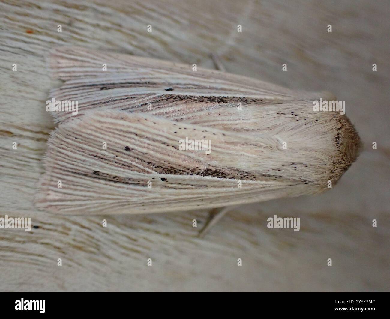 Smoky wainscot hi-res stock photography and images - Alamy