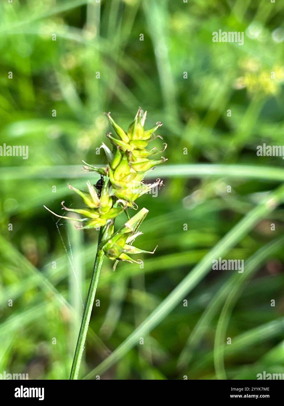 Spiked Sedge (Carex spicata Stock Photo - Alamy