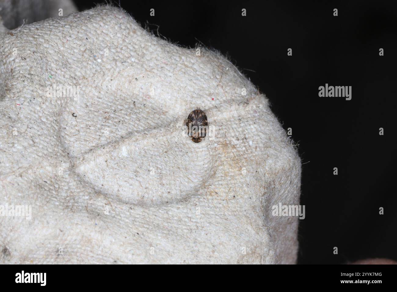 Museum Beetle (Anthrenus museorum Stock Photo - Alamy