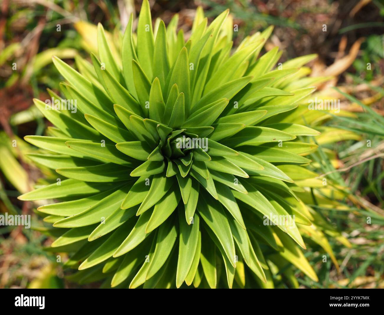 (Lilium longiflorum scabrum Stock Photo - Alamy