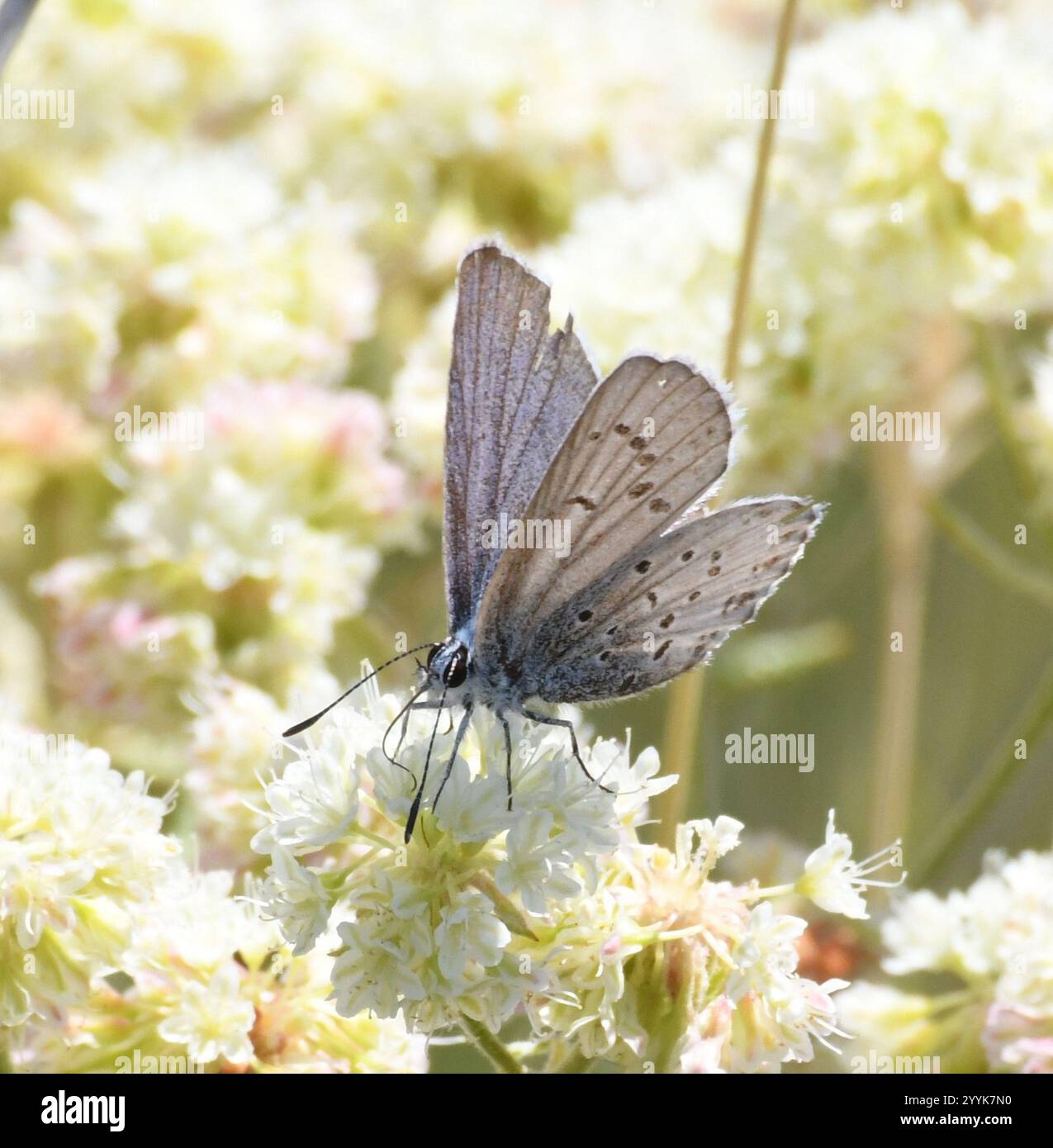 Anna's Blue (Plebejus anna Stock Photo - Alamy