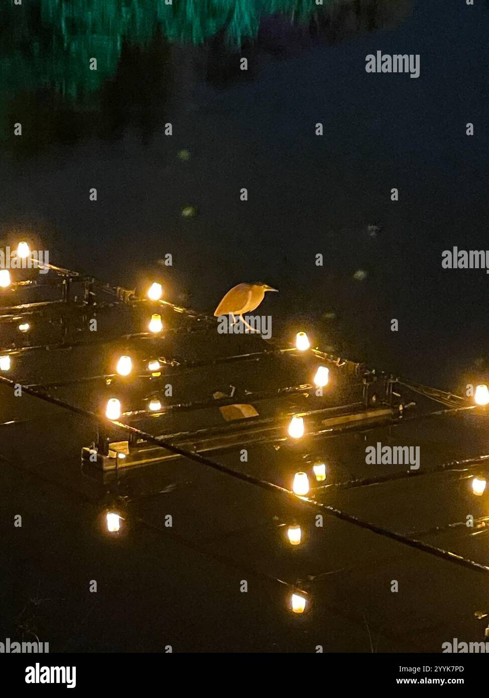 Nankeen Night Heron (Nycticorax caledonicus Stock Photo - Alamy